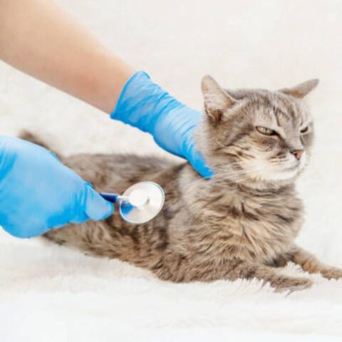 Clinton Twp, MI 48035 Veterinary Services | Patterson Veterinary Hospital